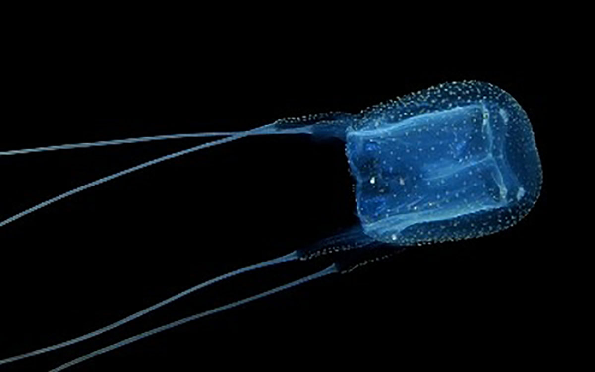 Attenti a questa medusa | Corriere di Malta