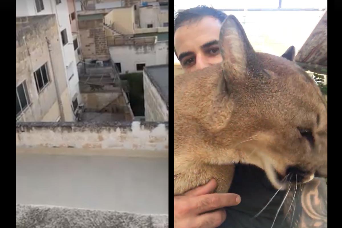 Il puma sul tetto che scotta: levata di scudi dai media, ma il ...