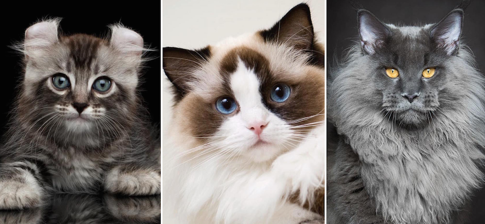 Pet&Dintorni | “International Cat Show” a Milano un fine settimana con ...