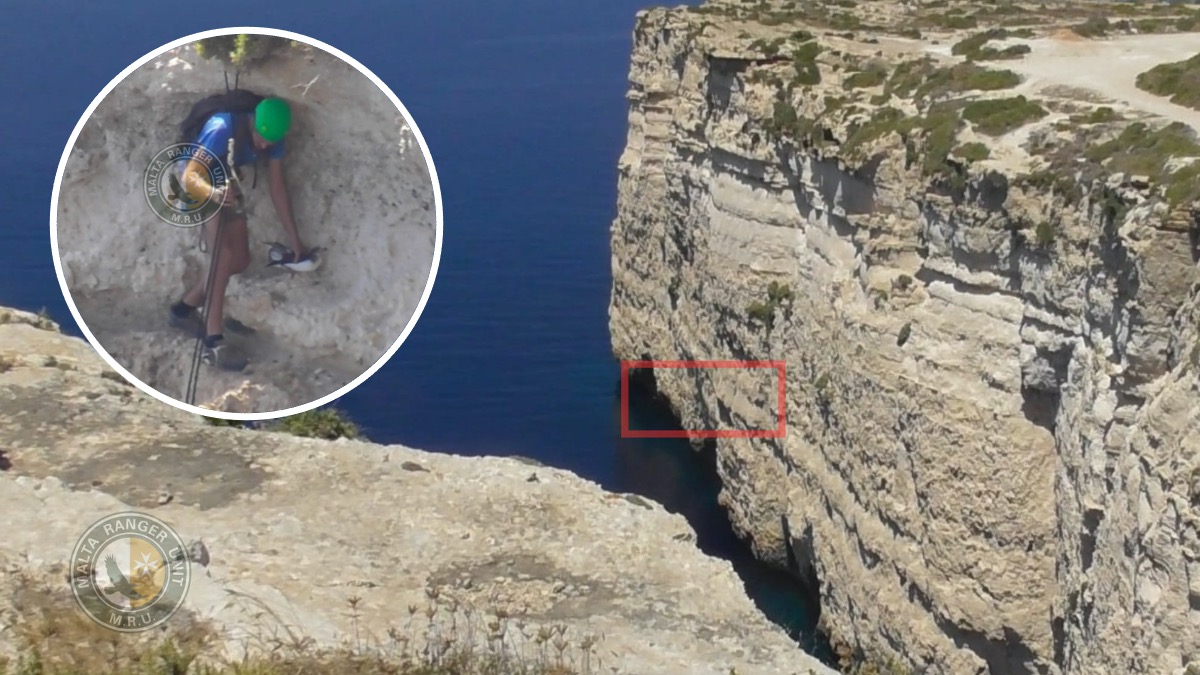 Esemplare di Berta maggiore muore dopo essere rimasto impigliato in una ...