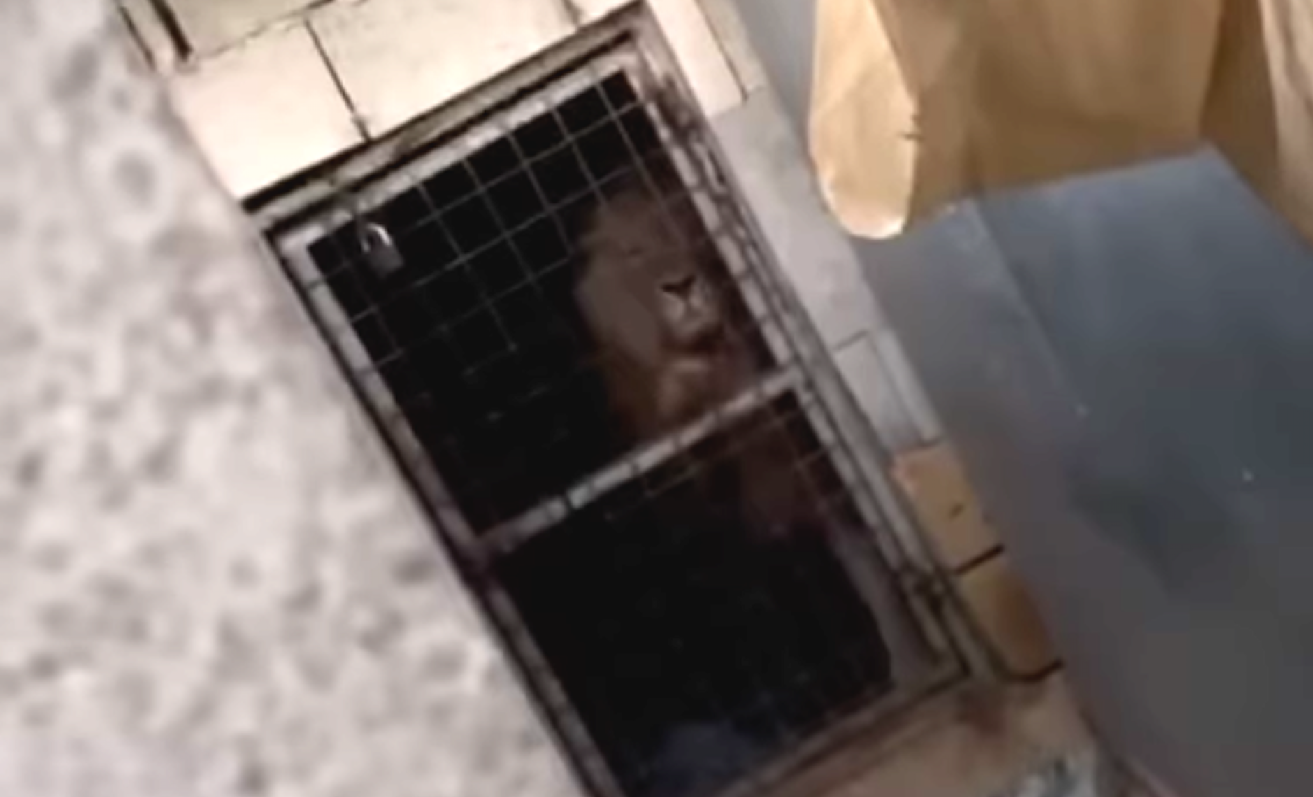 Leoni e una pantera trovati in «terribili condizioni» in una fattoria a ...